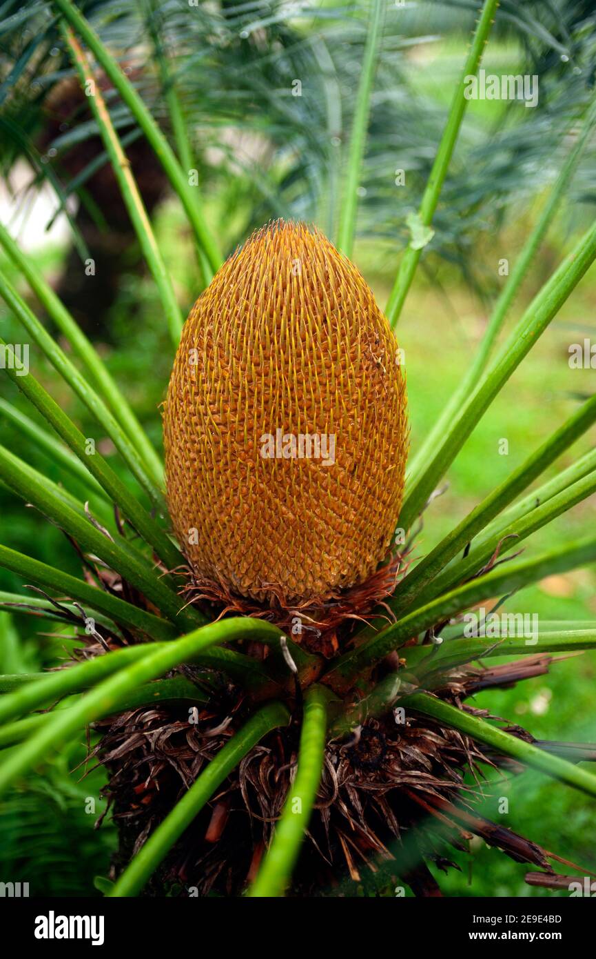 Flower of Cycas siamenses, CYCADACEAE . Palm of Yellow Color. Green ...