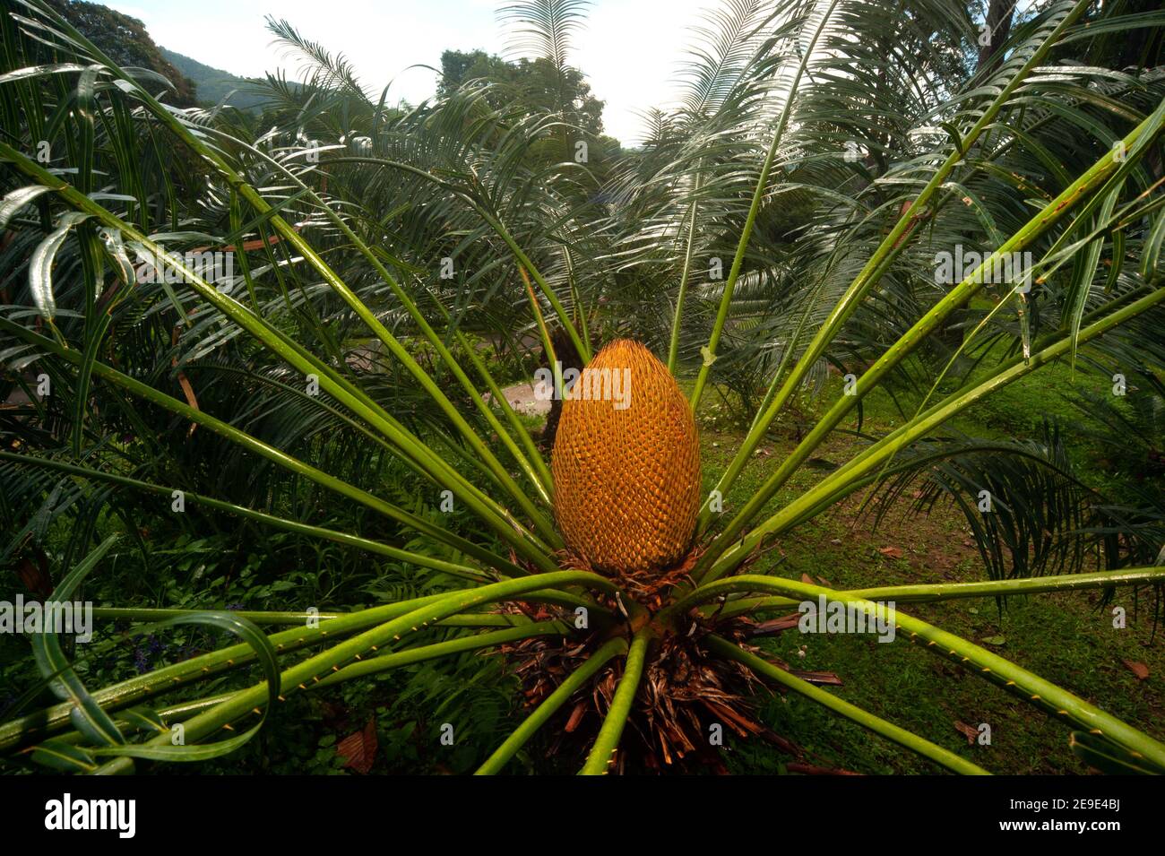 Flower of Cycas siamenses, CYCADACEAE . Palm of Yellow Color. Green Leaves Stock Photo - Alamy