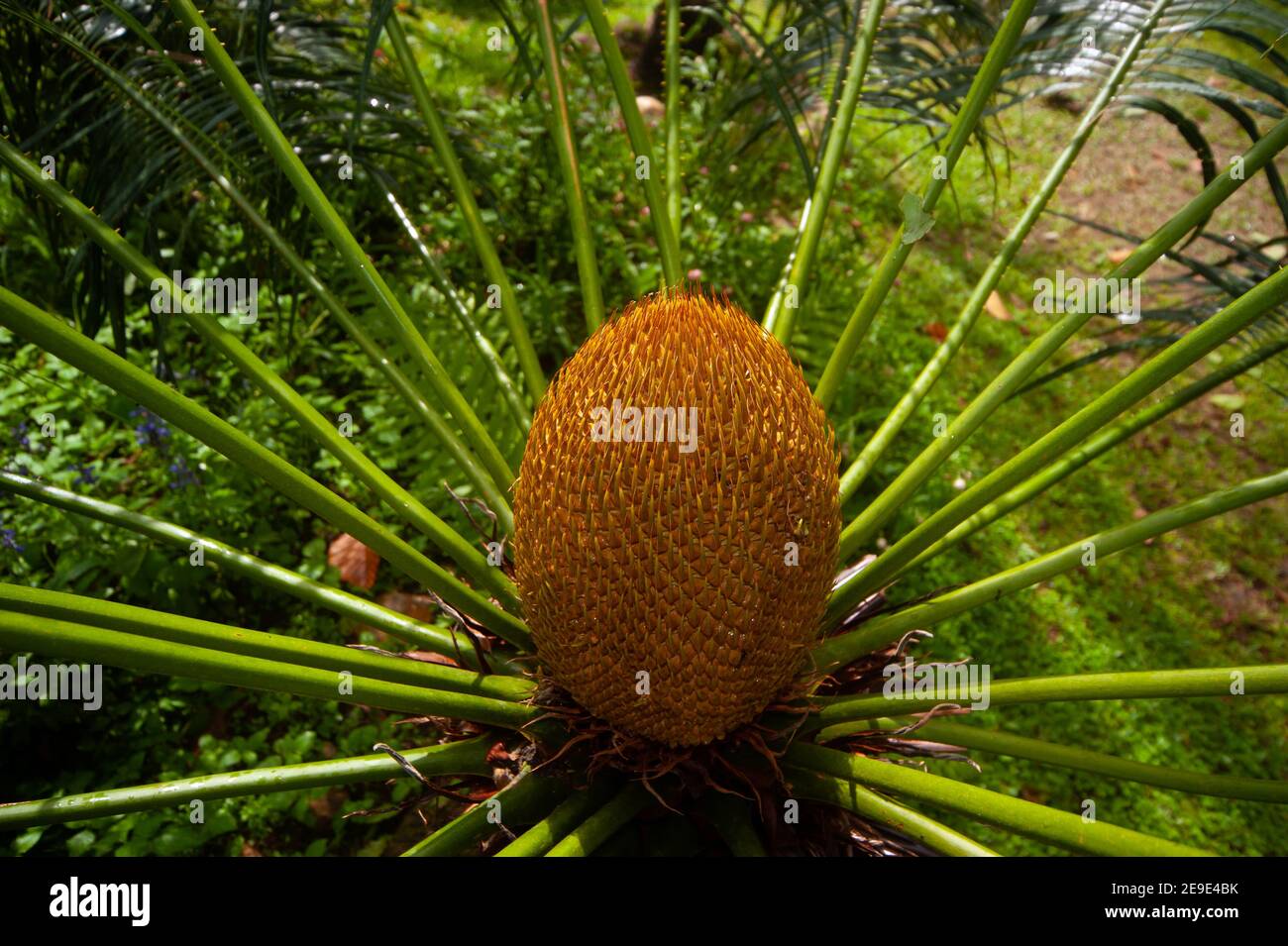 Flower of Cycas siamenses, CYCADACEAE . Palm of Yellow Color. Green ...
