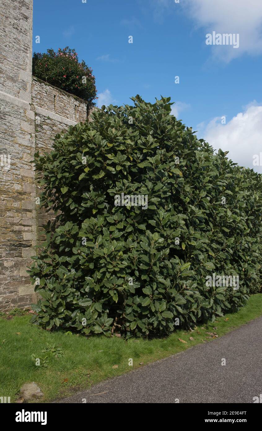 Native shrub uk hi-res stock photography and images - Alamy