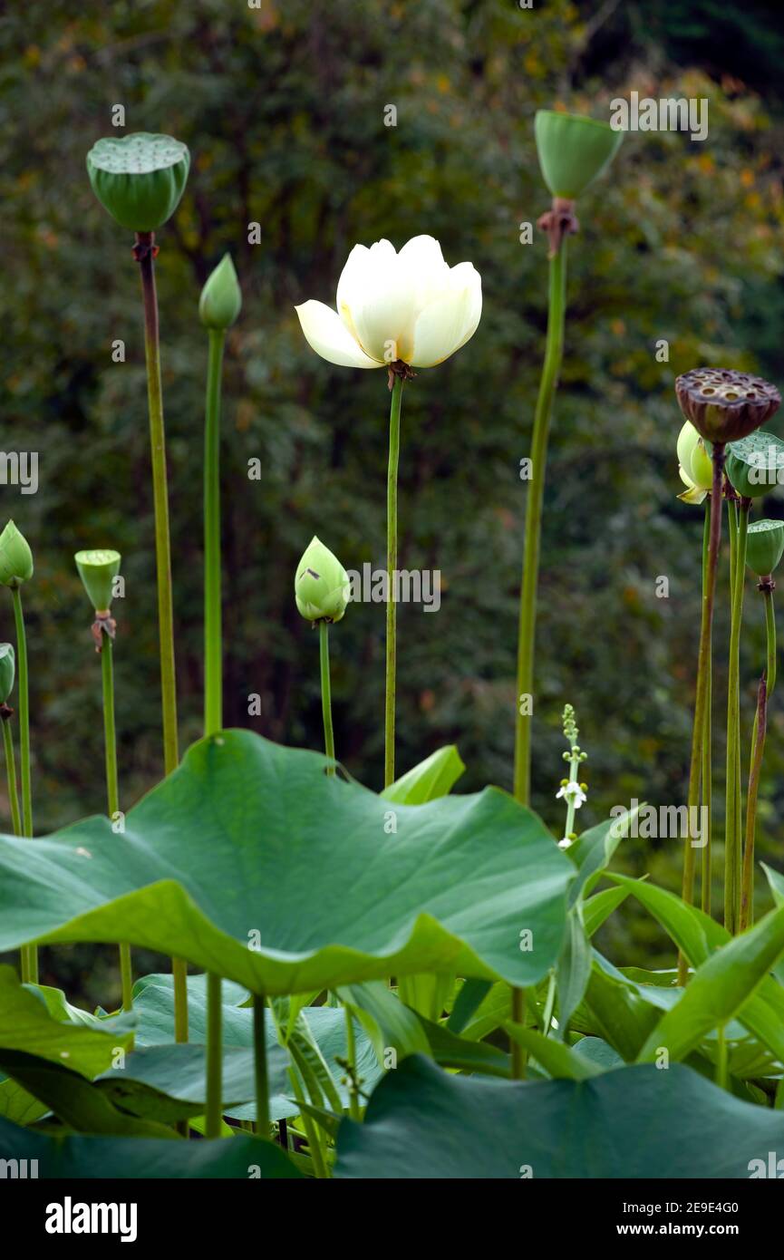 Group of lotus flower and seedpod Stock Photo - Alamy