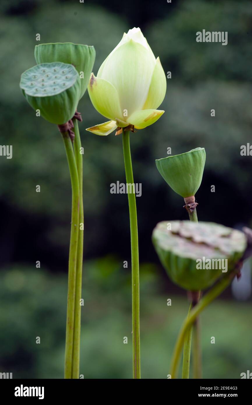 Group of lotus flower and seedpod Stock Photo - Alamy