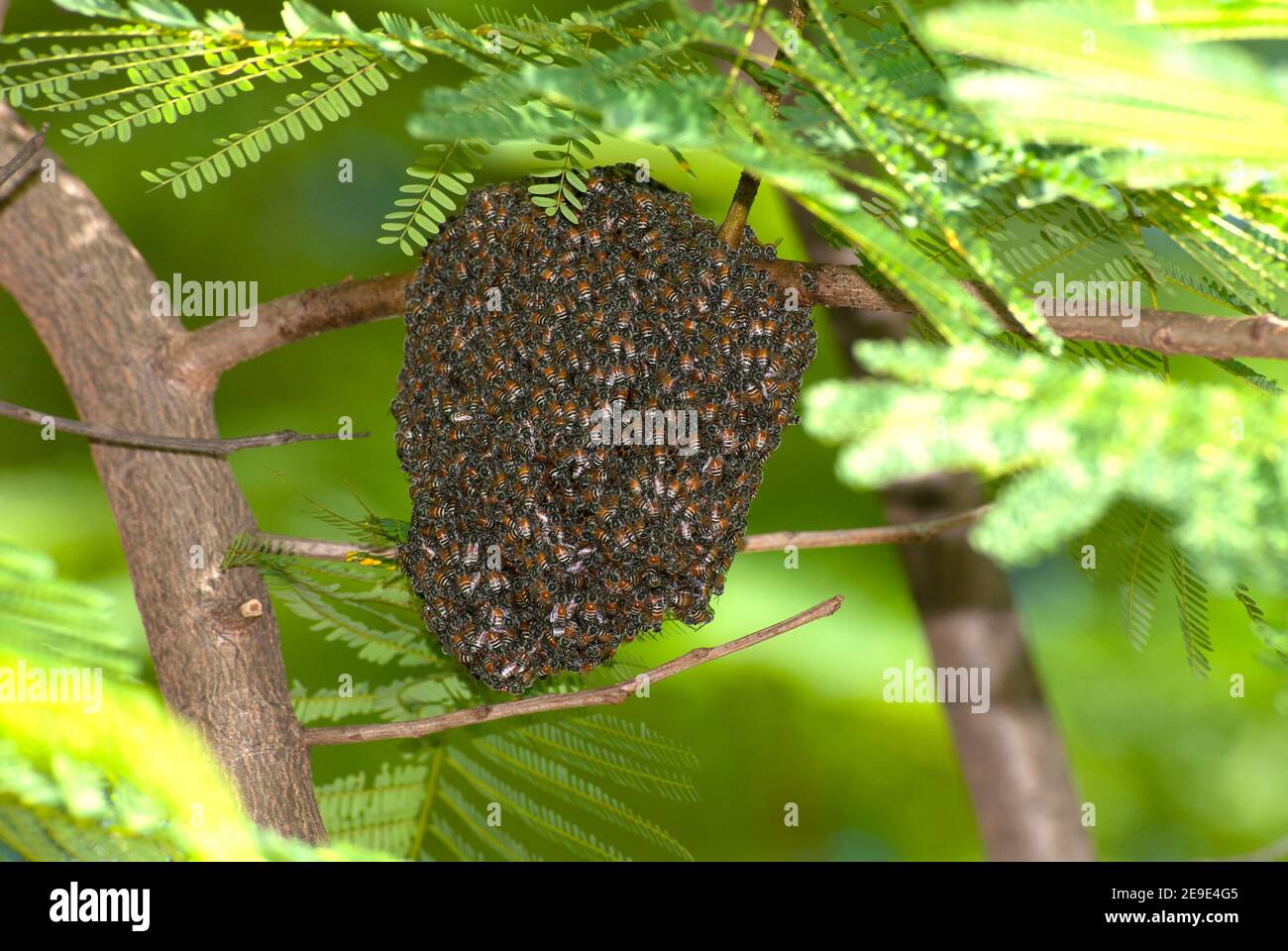Bee syrup hi-res stock photography and images - Alamy