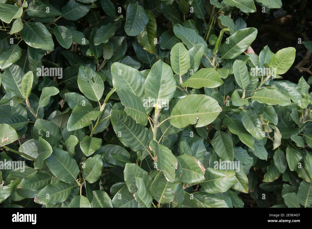 Magnolia shrub hi-res stock photography and images - Alamy