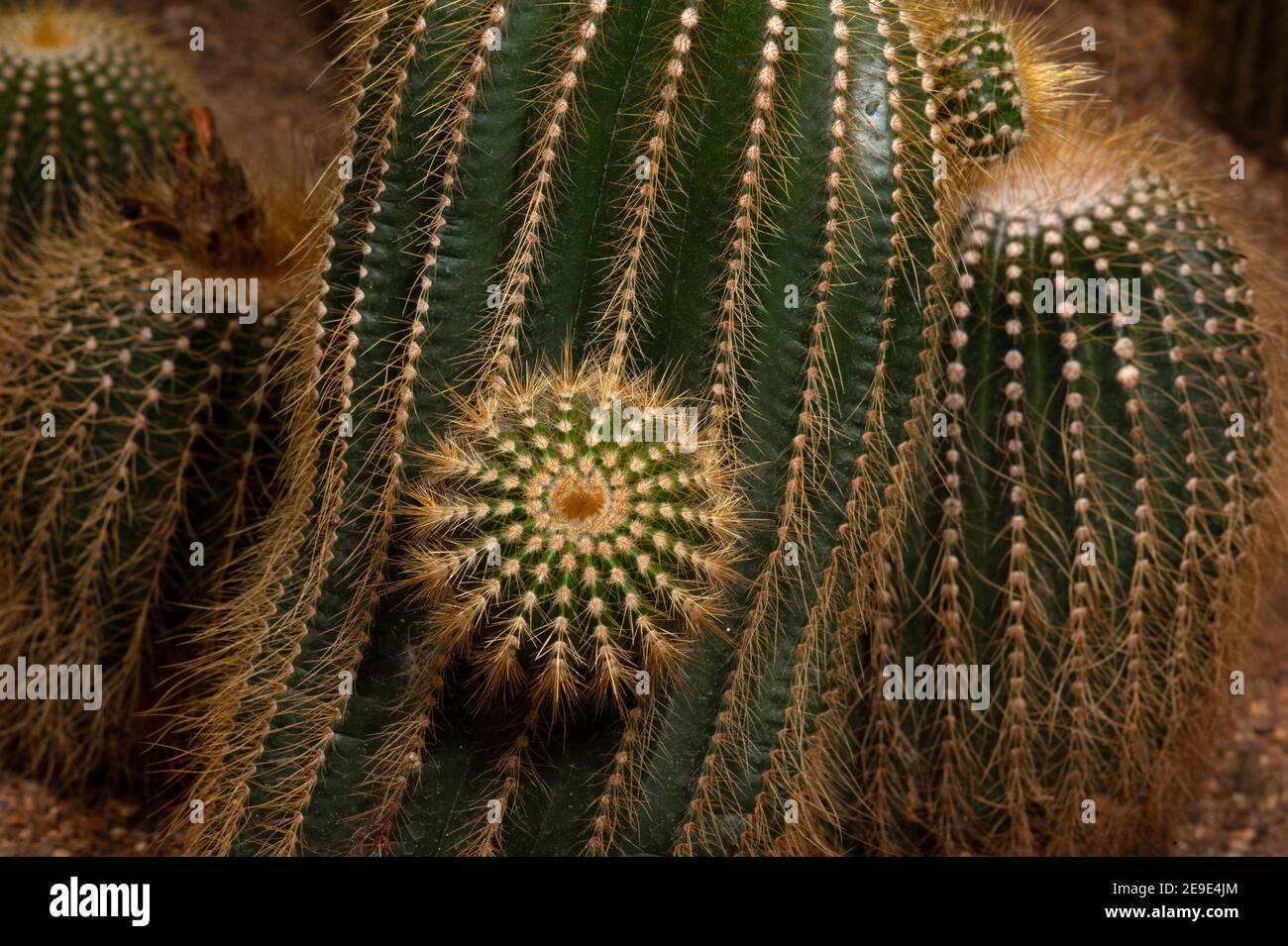 Parodia claviceps soegazz cactaceae hi-res stock photography and images ...