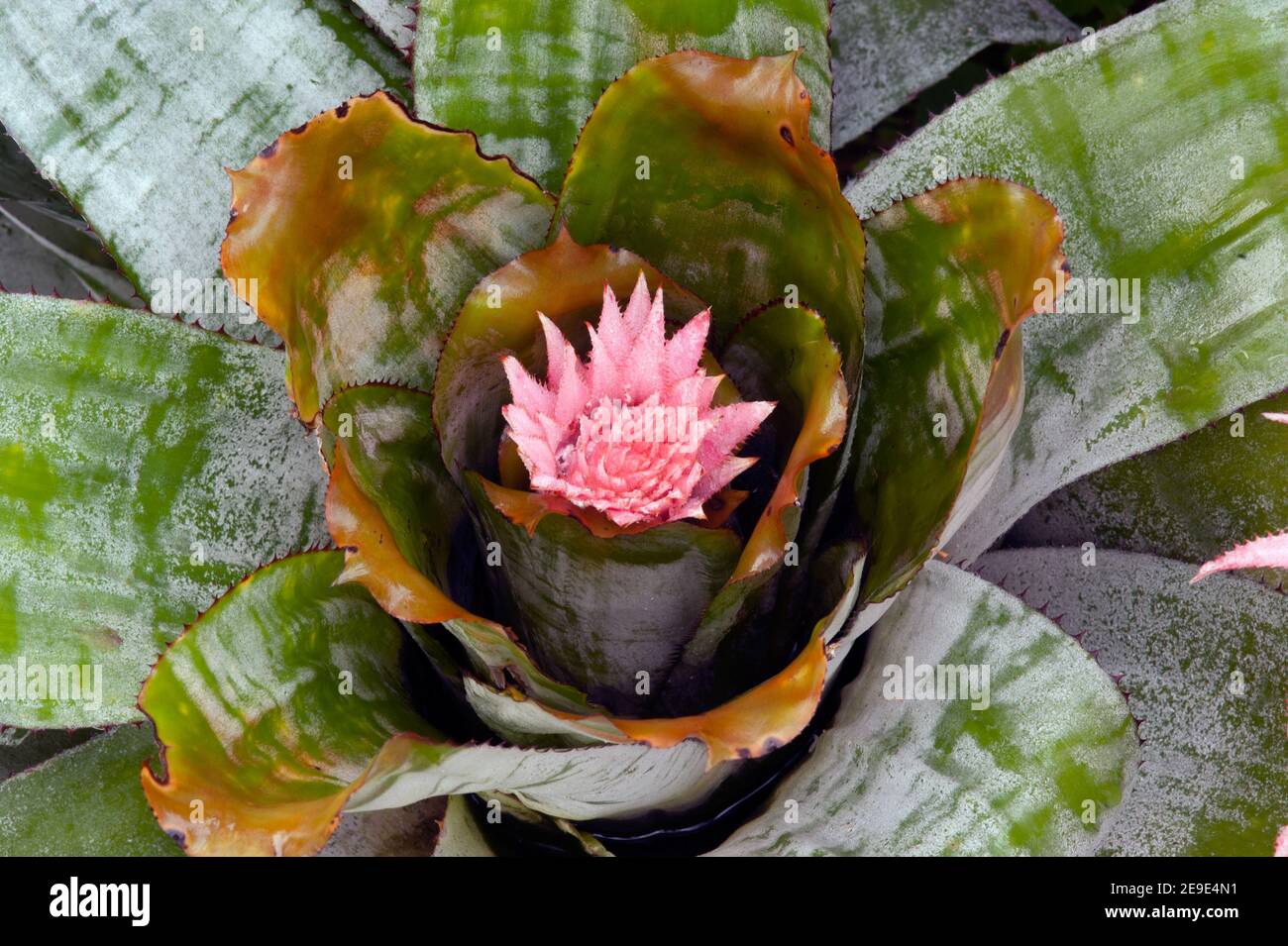 Pink bromeliad flower of Aechmea fasciata Silver Vase or Urn Plant ...