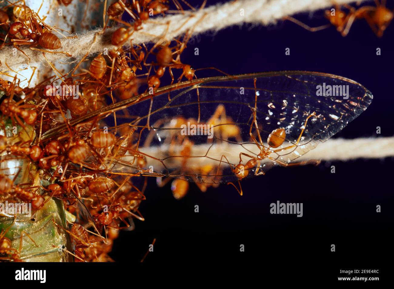 Red ants teamwork move insect for food. Teamwork concept Stock Photo ...