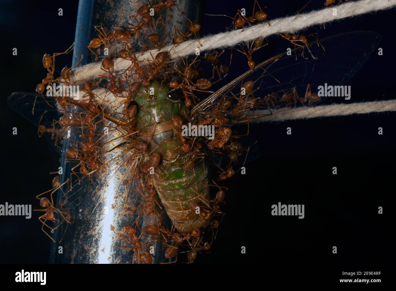 Red ants teamwork move insect for food. Teamwork concept Stock Photo ...