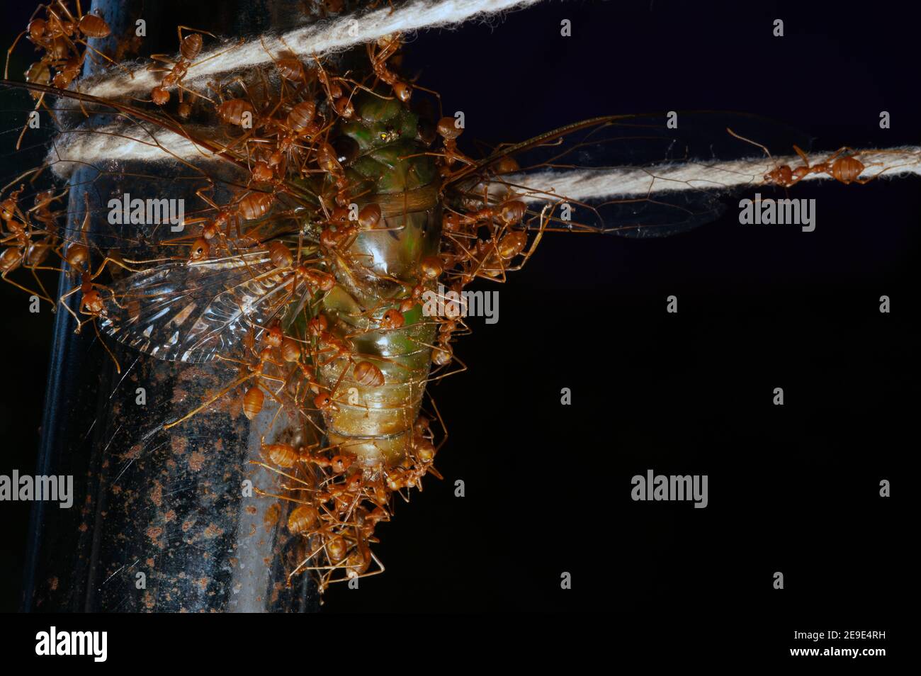 Red ants teamwork move insect for food. Teamwork concept Stock Photo ...