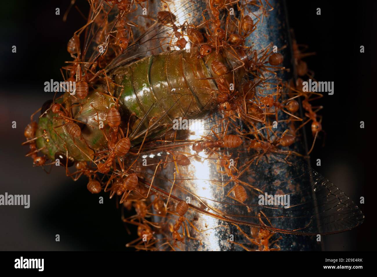 Red ants teamwork move insect for food. Teamwork concept Stock Photo ...