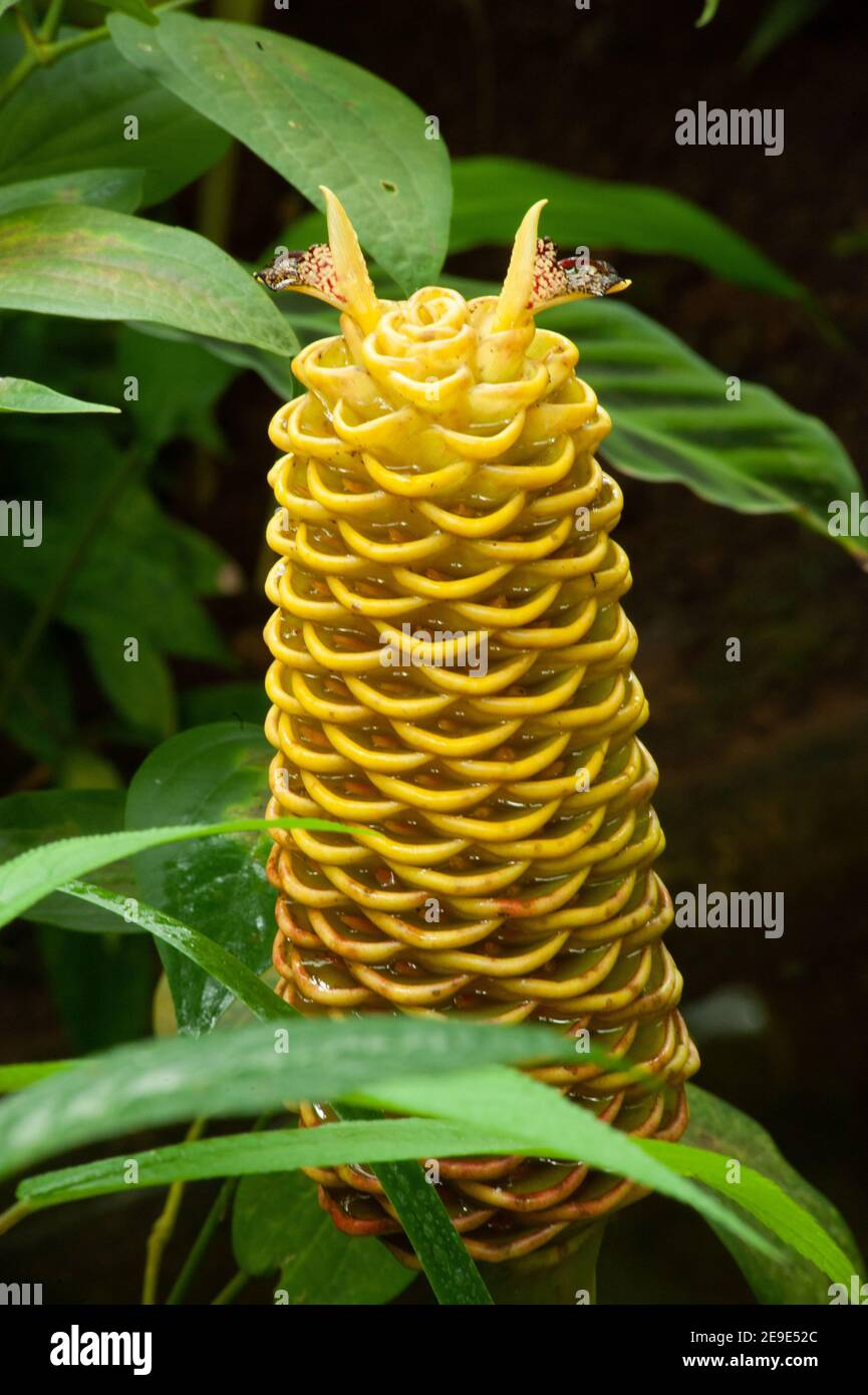 Zingiber spectabile Griff known as zingiberaceae tropical flower Stock ...