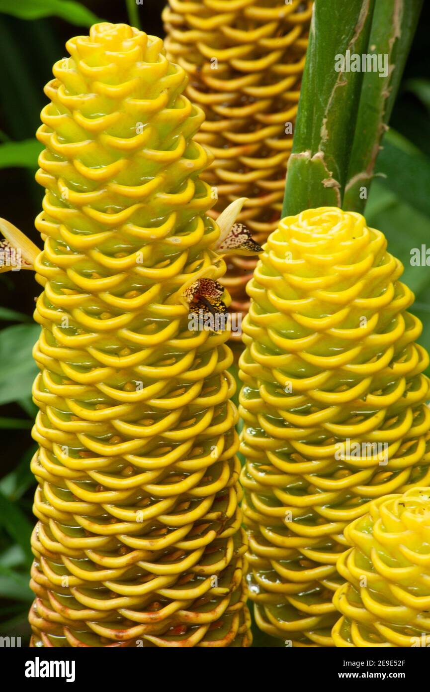 Zingiber spectabile Griff known as zingiberaceae tropical flower Stock ...