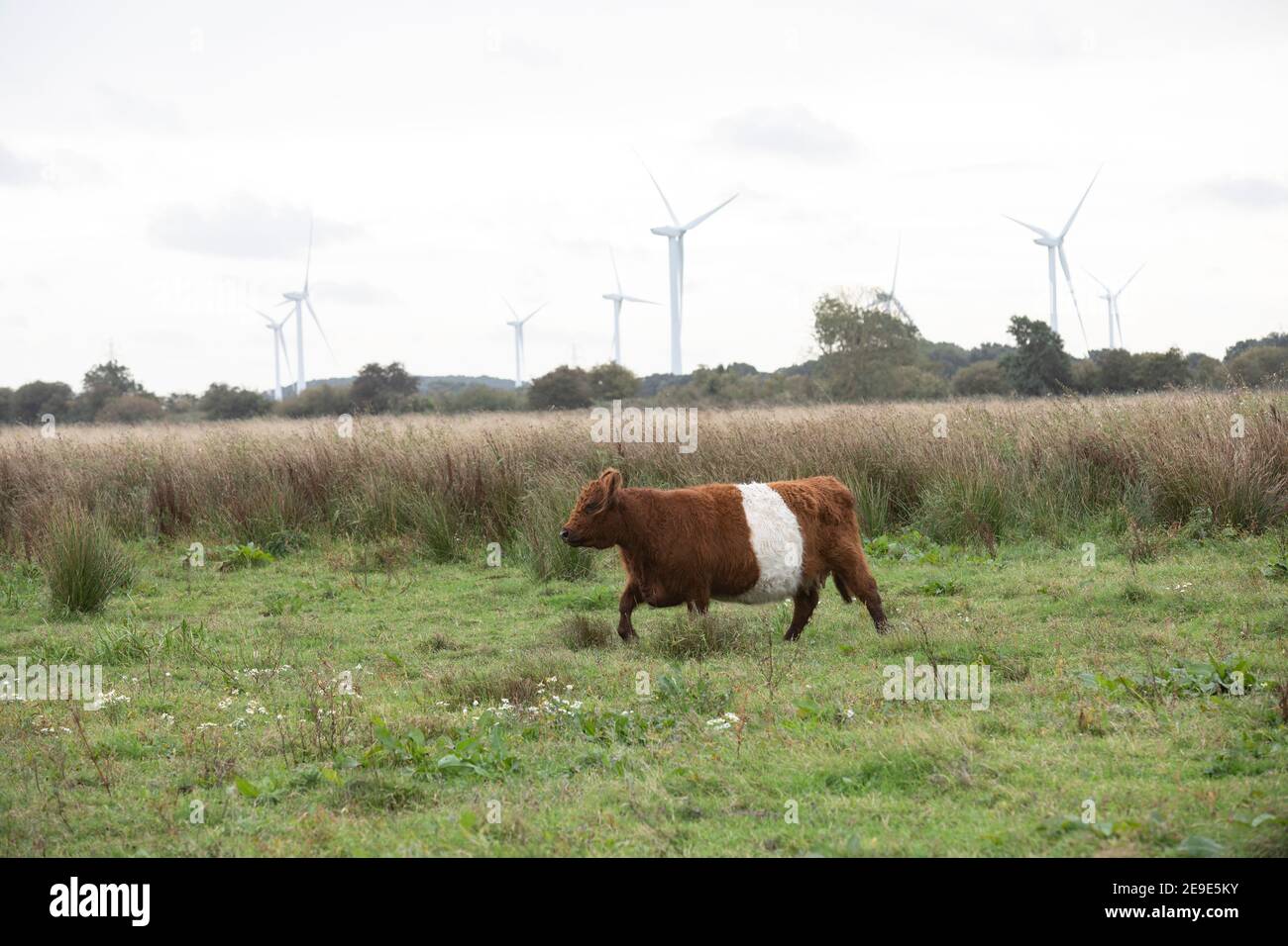 cattle on farm with wind turbines Stock Photo - Alamy