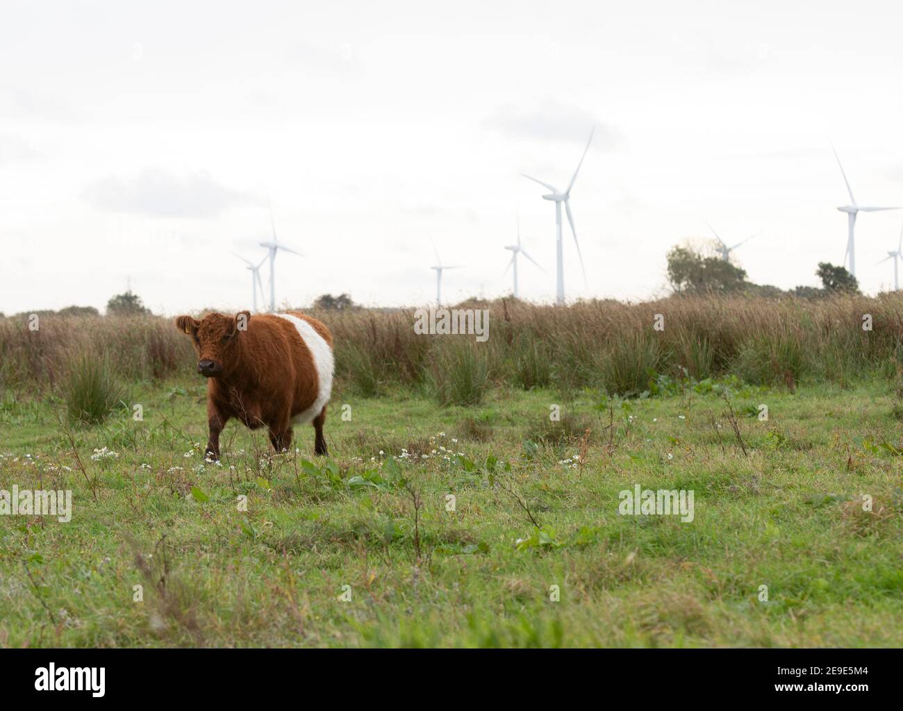 Wind farm cattle hi-res stock photography and images - Alamy