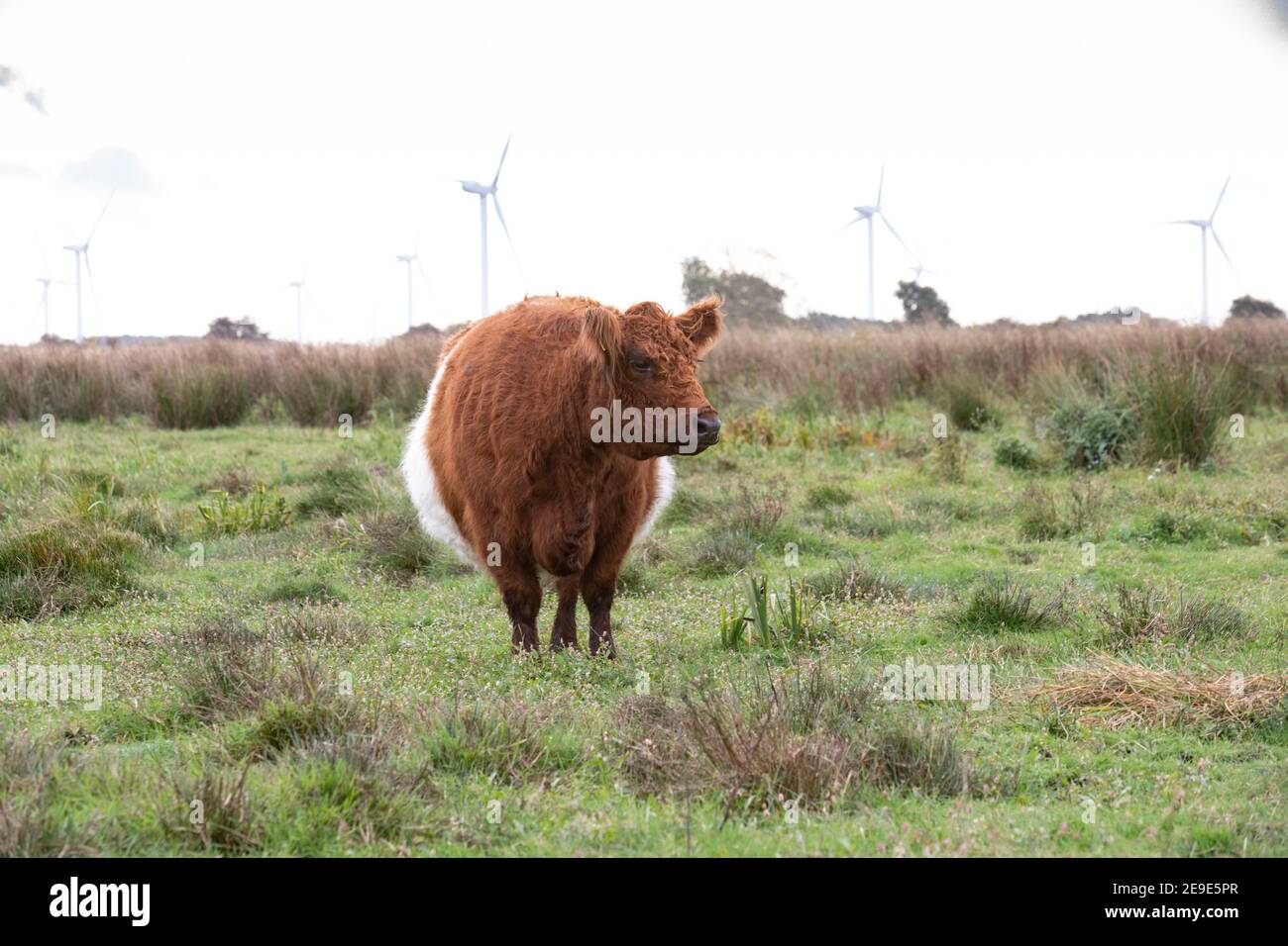 Wind farm cattle hi-res stock photography and images - Alamy
