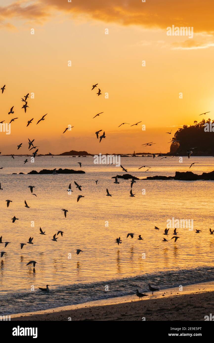 Birds flying in sunset sky hi-res stock photography and images - Alamy