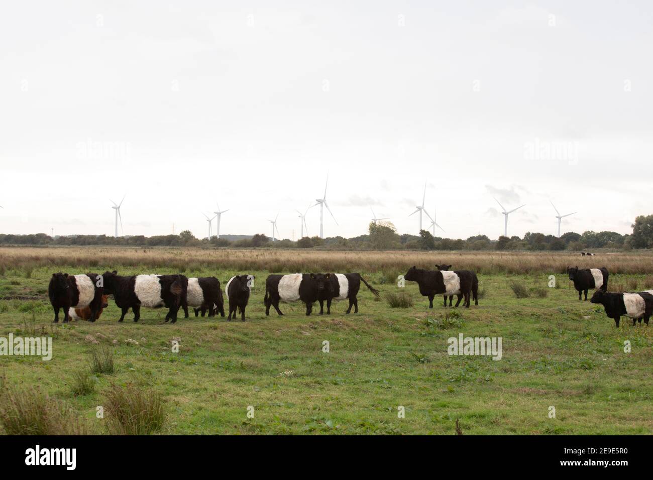 cattle on farm with wind turbines Stock Photo - Alamy