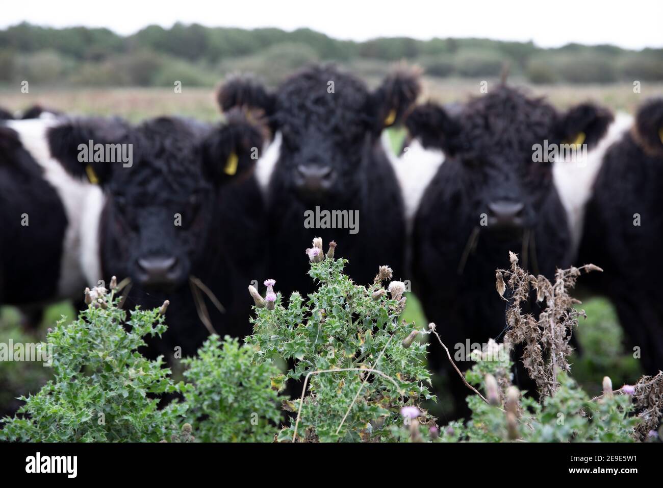 cattle on farm with wind turbines Stock Photo - Alamy