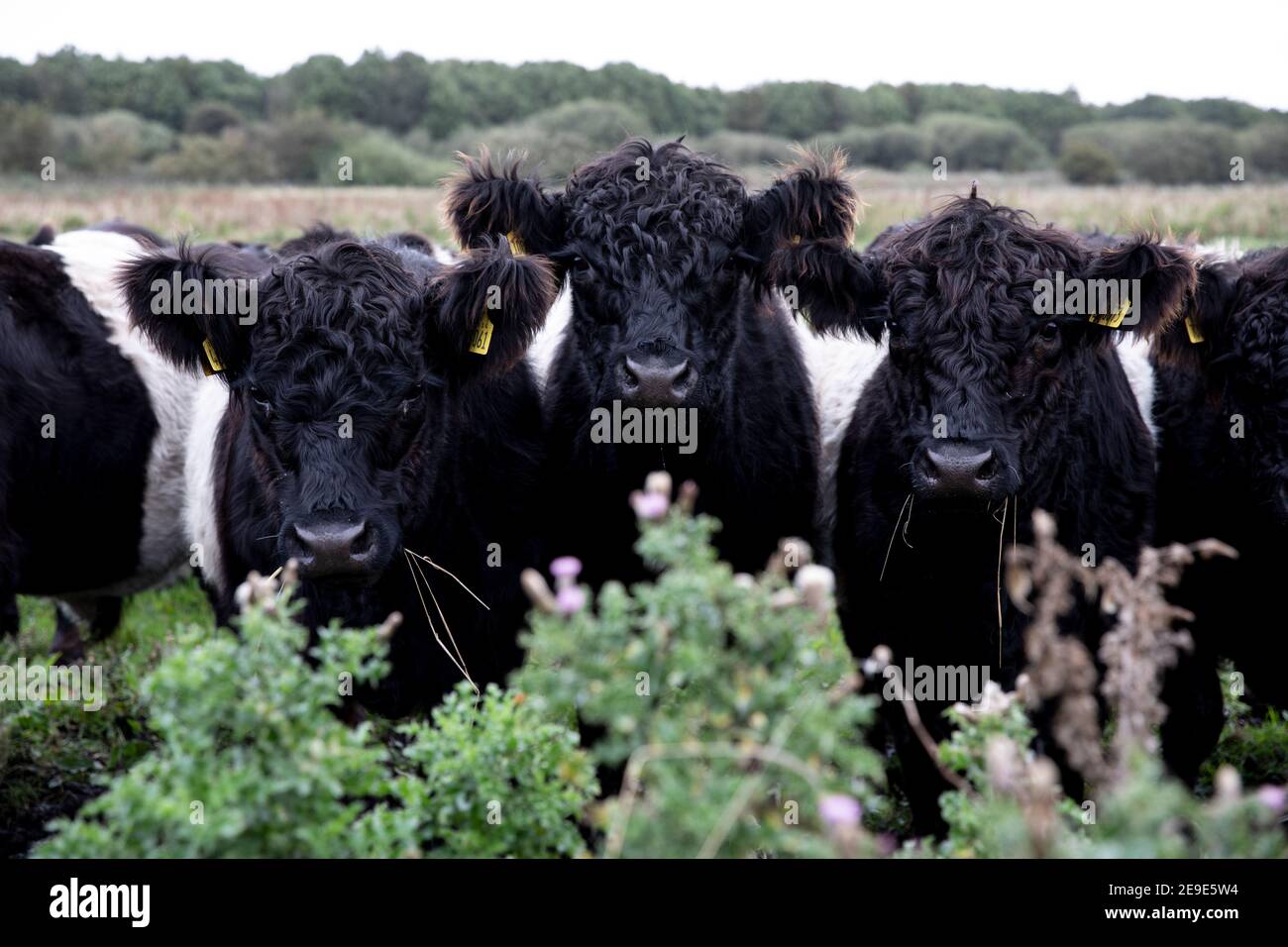 cattle on farm with wind turbines Stock Photo - Alamy
