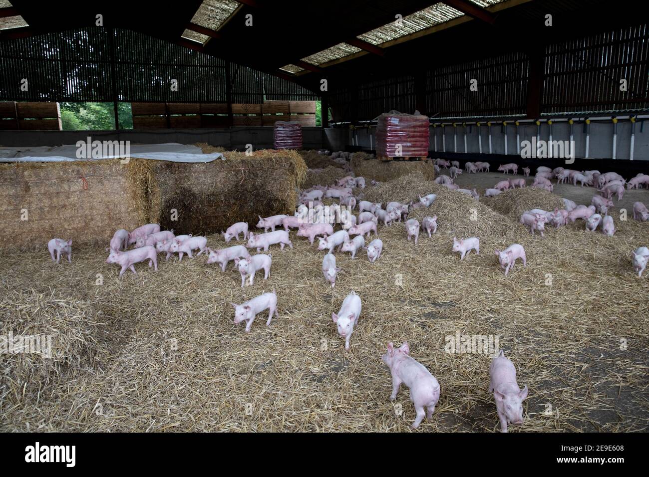Out door bred Piglets in barn on farm in Yorkshire Stock Photo - Alamy