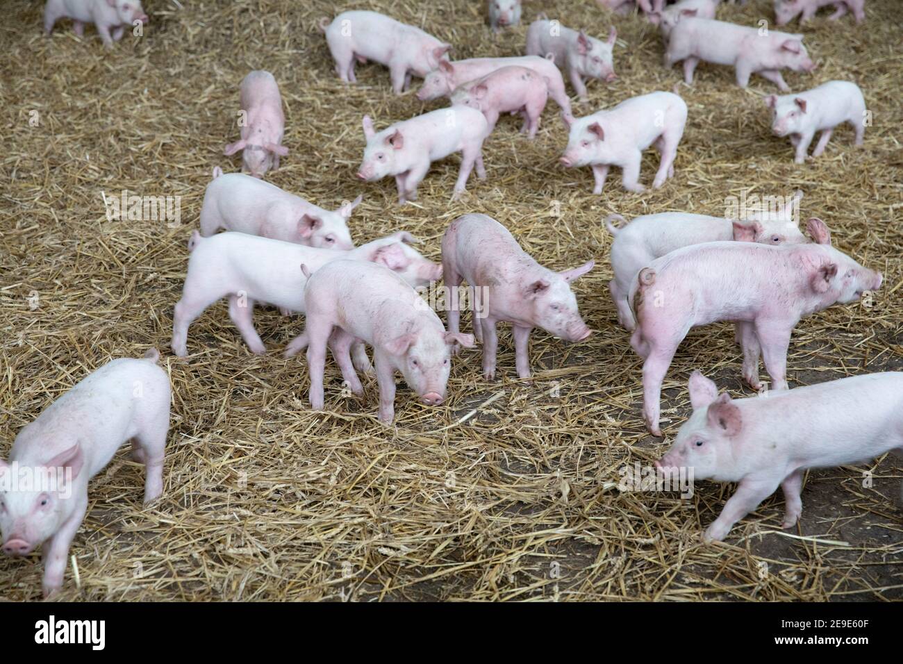 Out door bred Piglets in barn on farm in Yorkshire Stock Photo - Alamy