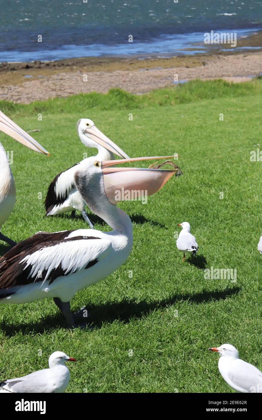 Vertical shot of pelican birds on the seashore in Australia Stock Photo ...