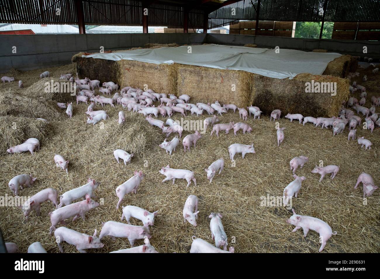 Piglets door hi-res stock photography and images - Alamy