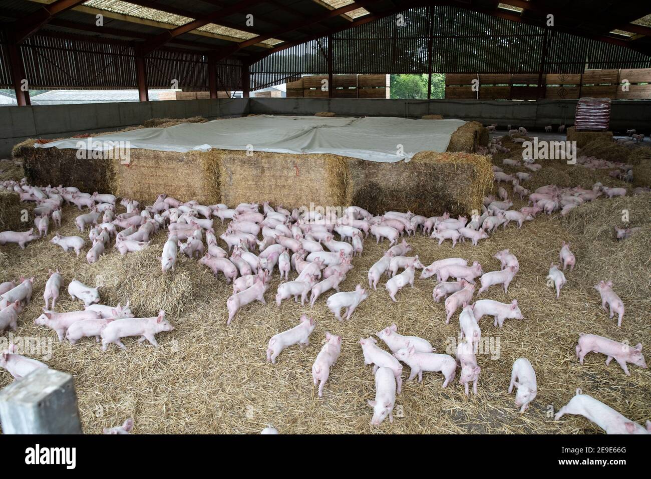 Piglets door hi-res stock photography and images - Alamy