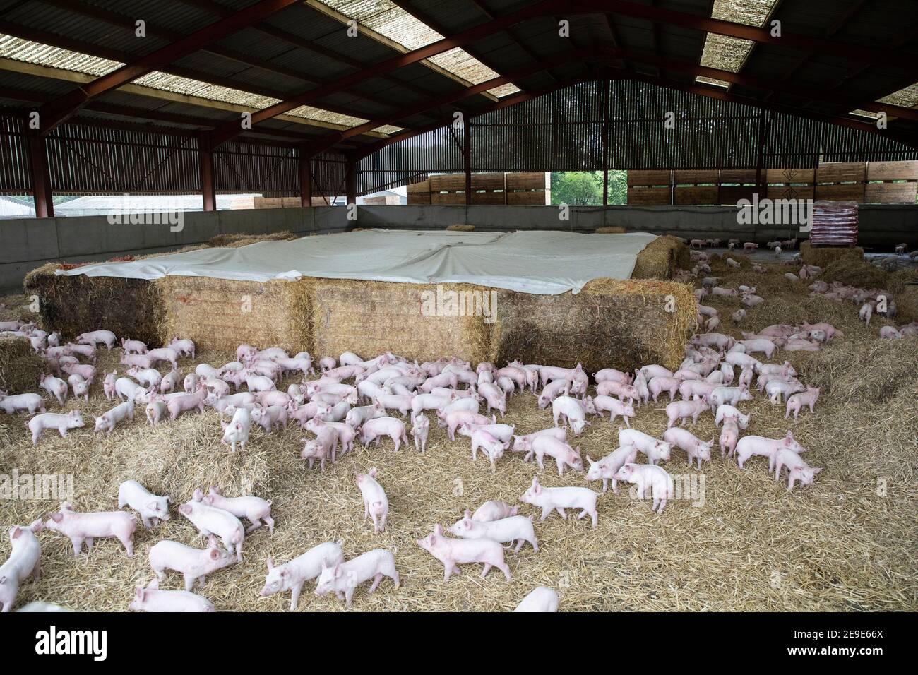 Piglets door hi-res stock photography and images - Alamy