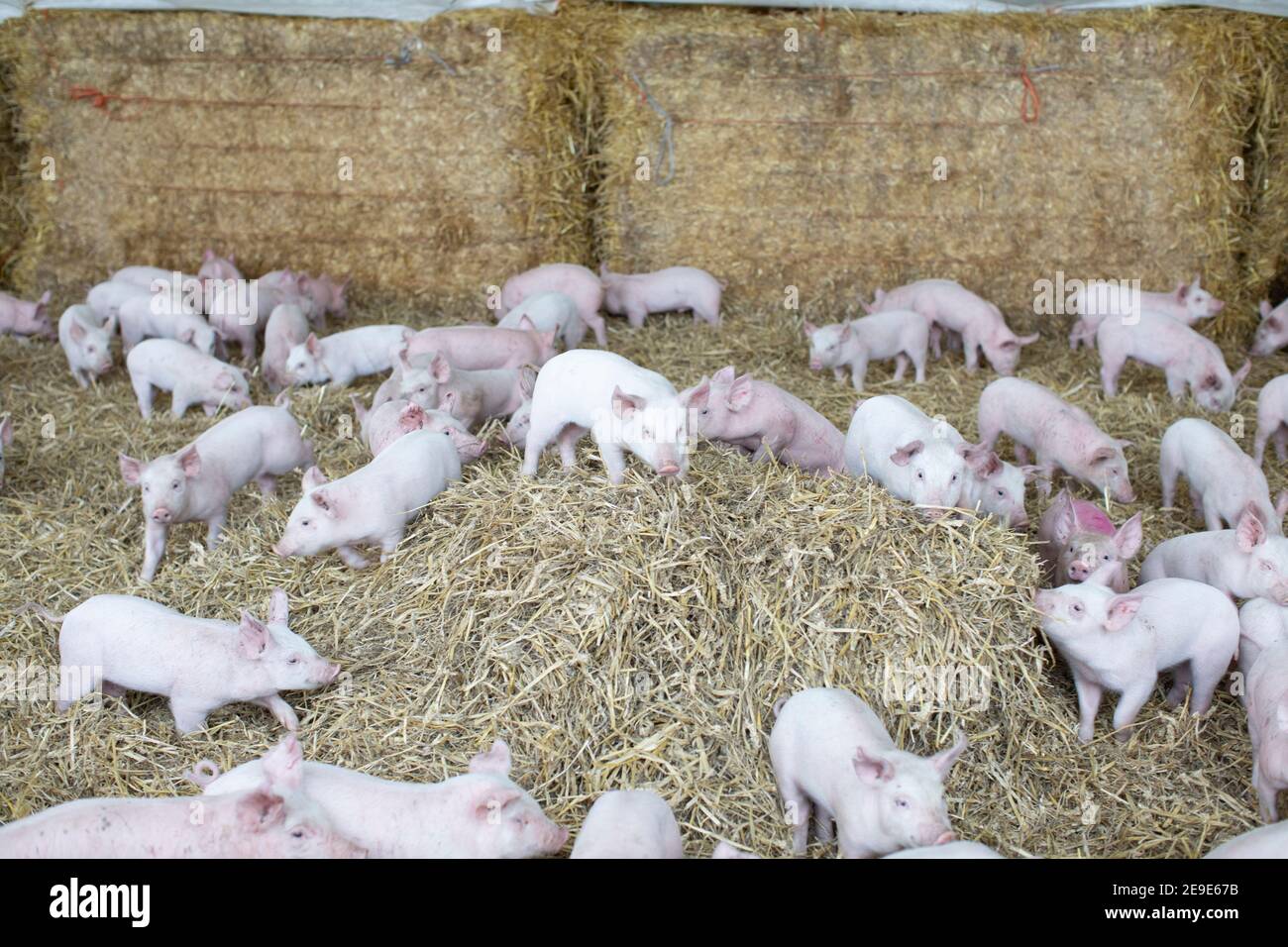 Out door bred Piglets in barn on farm in Yorkshire Stock Photo - Alamy