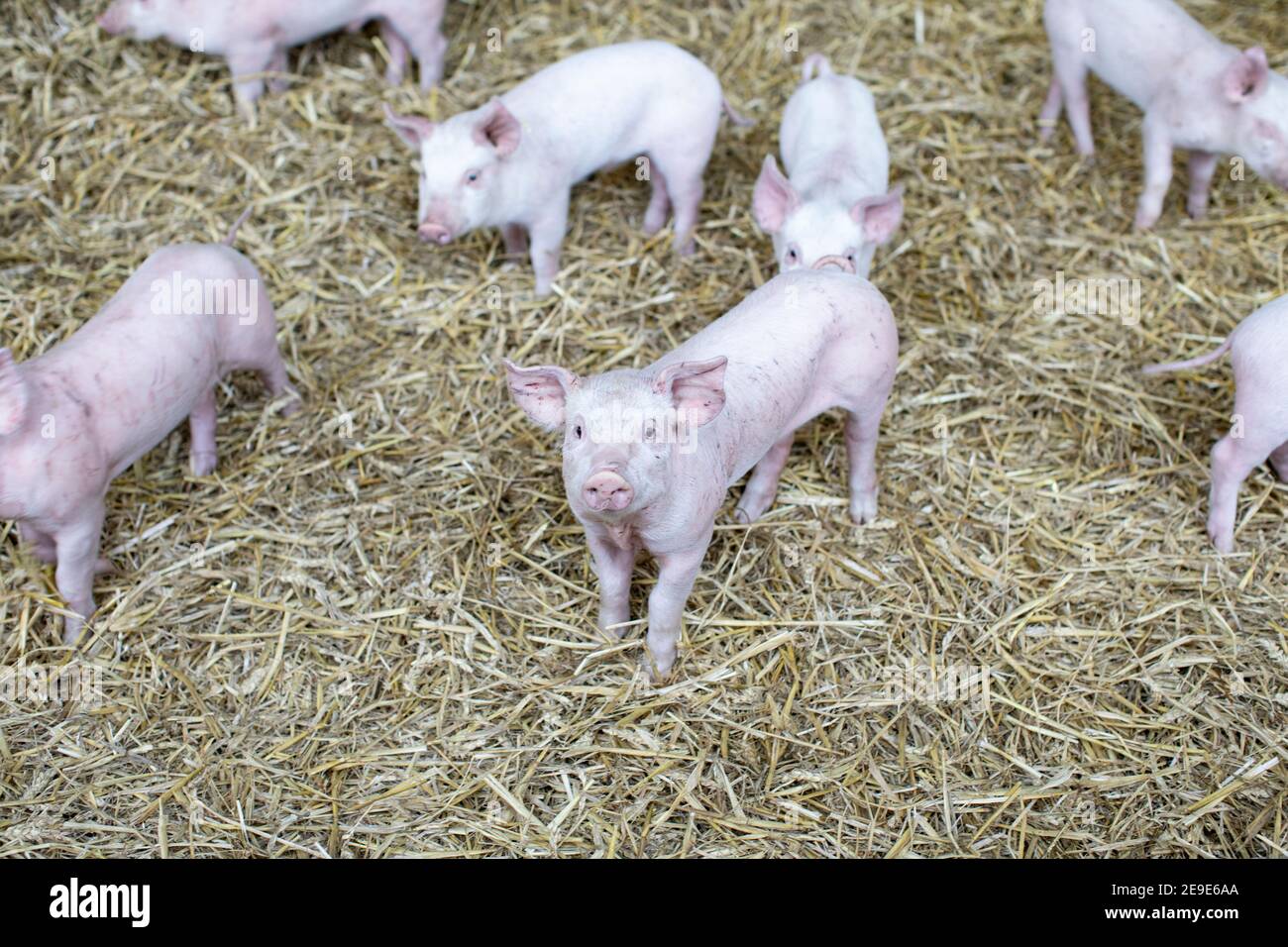 Piglets door hi-res stock photography and images - Alamy