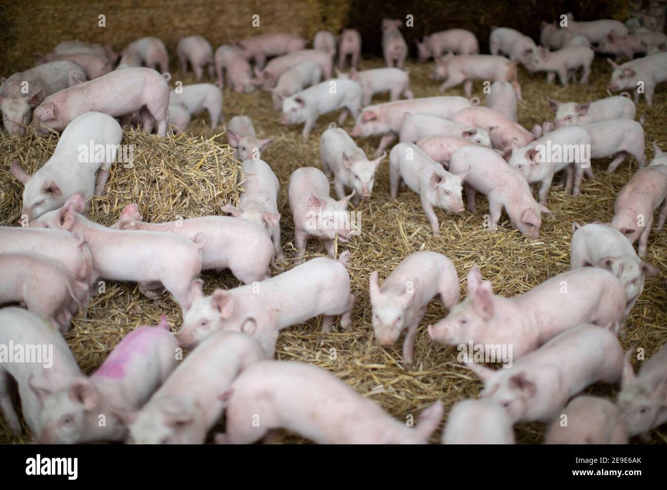 Out door bred Piglets in barn on farm in Yorkshire Stock Photo - Alamy