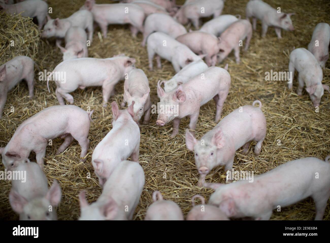 Piglets door hi-res stock photography and images - Alamy