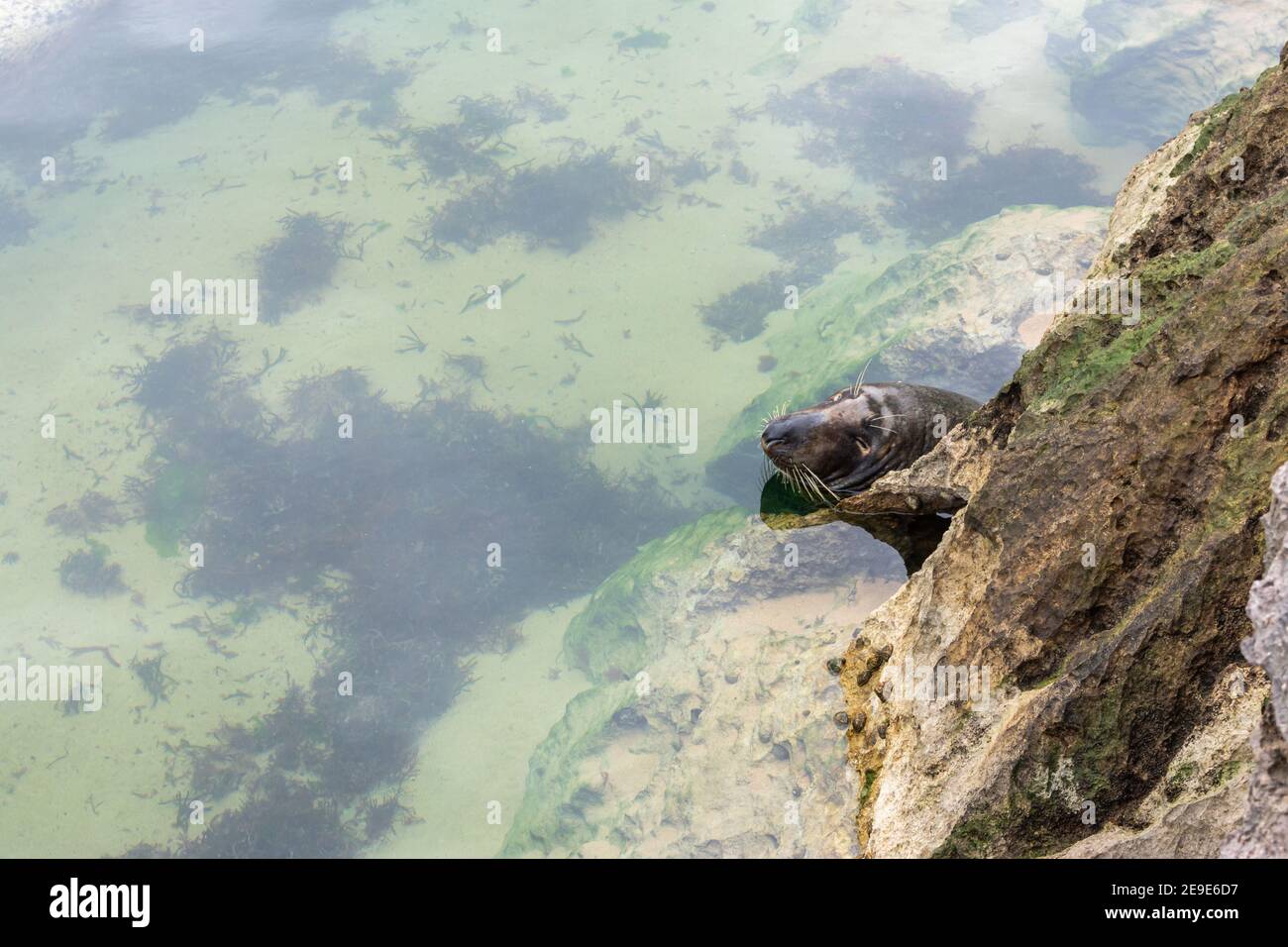 Beautiful scenery of a fur seal in the ocean near the rock in Santander ...