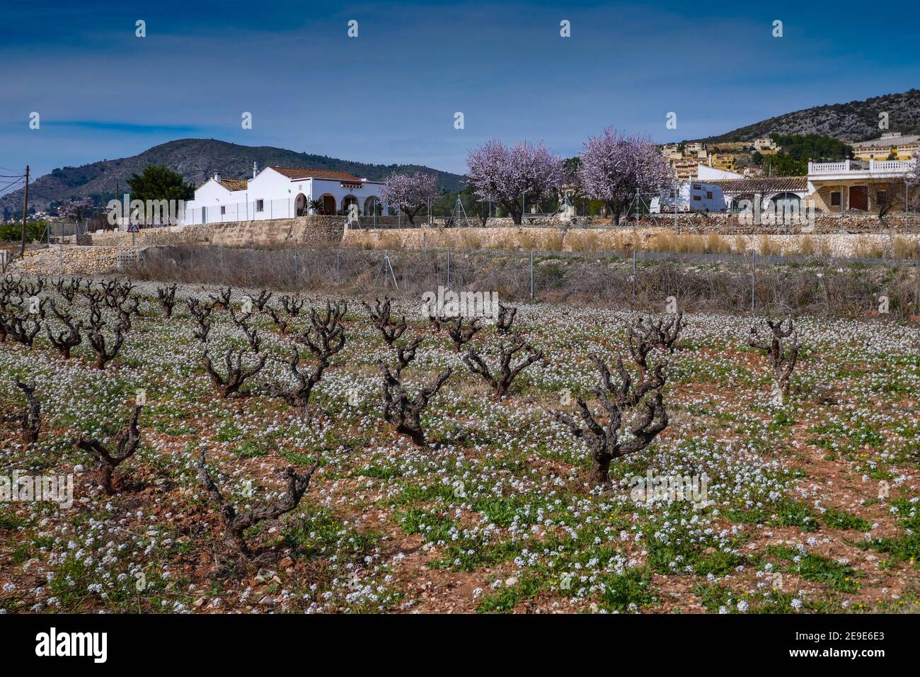 Lines of vines with white flowers, springtime in the Jalon, Xalo Valley ...