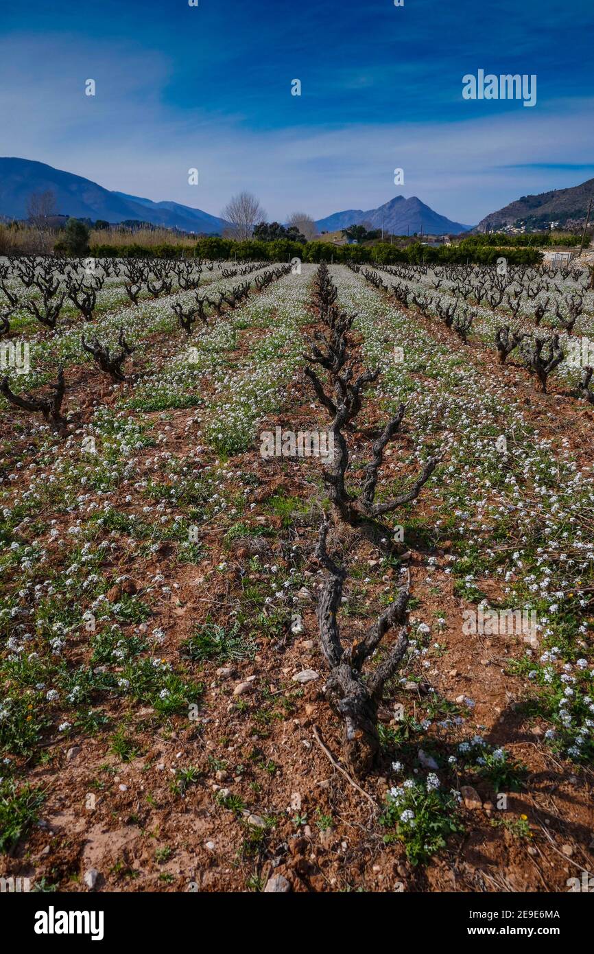 Jalon spain hi-res stock photography and images - Alamy