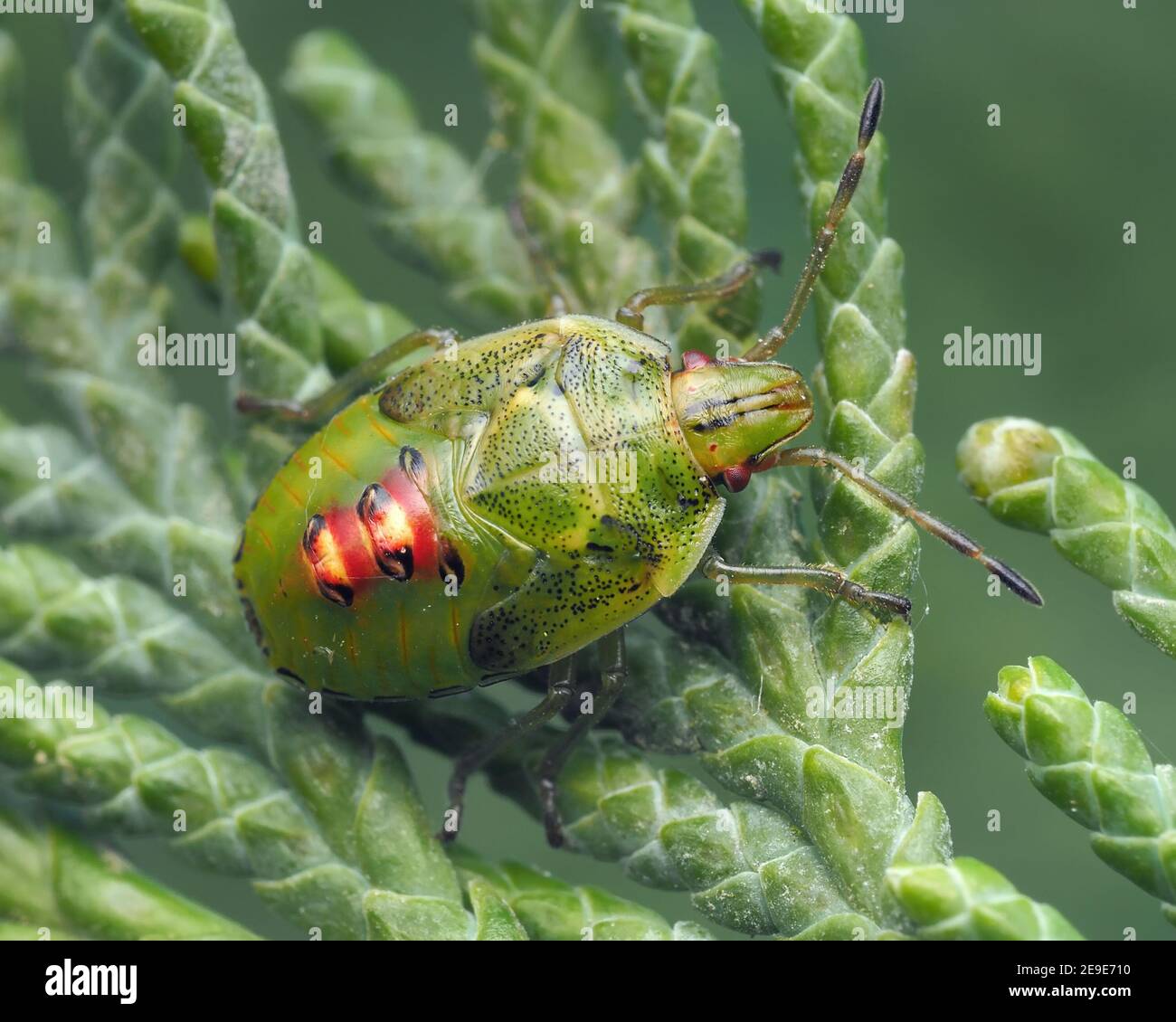 Dorsal view of a Juniper Shieldbug final instar nymph (Cyphostethus ...