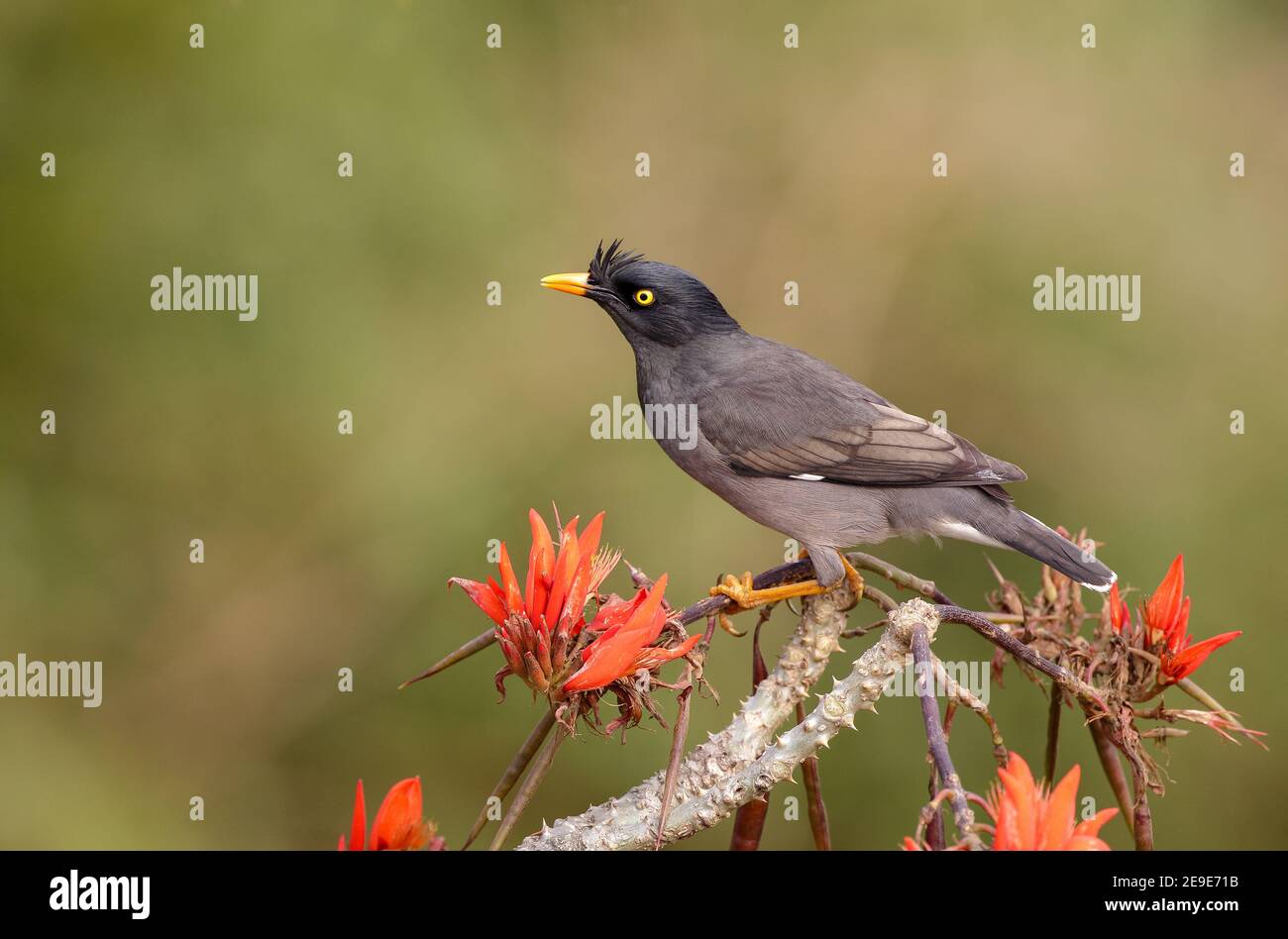 jungle myna bird with blur background Stock Photo - Alamy