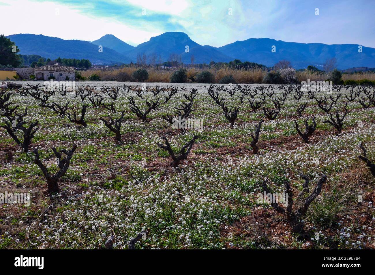 Jalon spain hi-res stock photography and images - Alamy