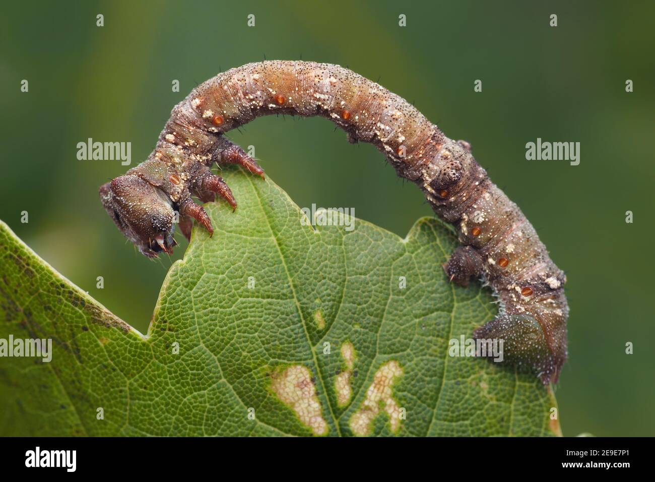 Peppered Moth Caterpillar (Biston betularia) crawling along edge of ...