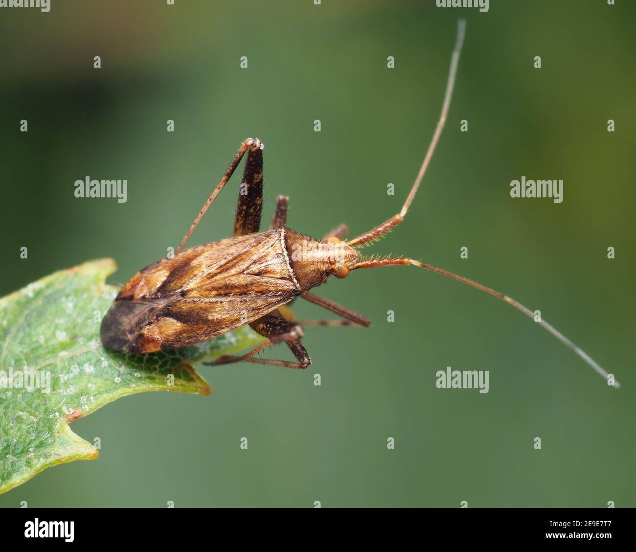 Phytocoris varipes hi-res stock photography and images - Alamy
