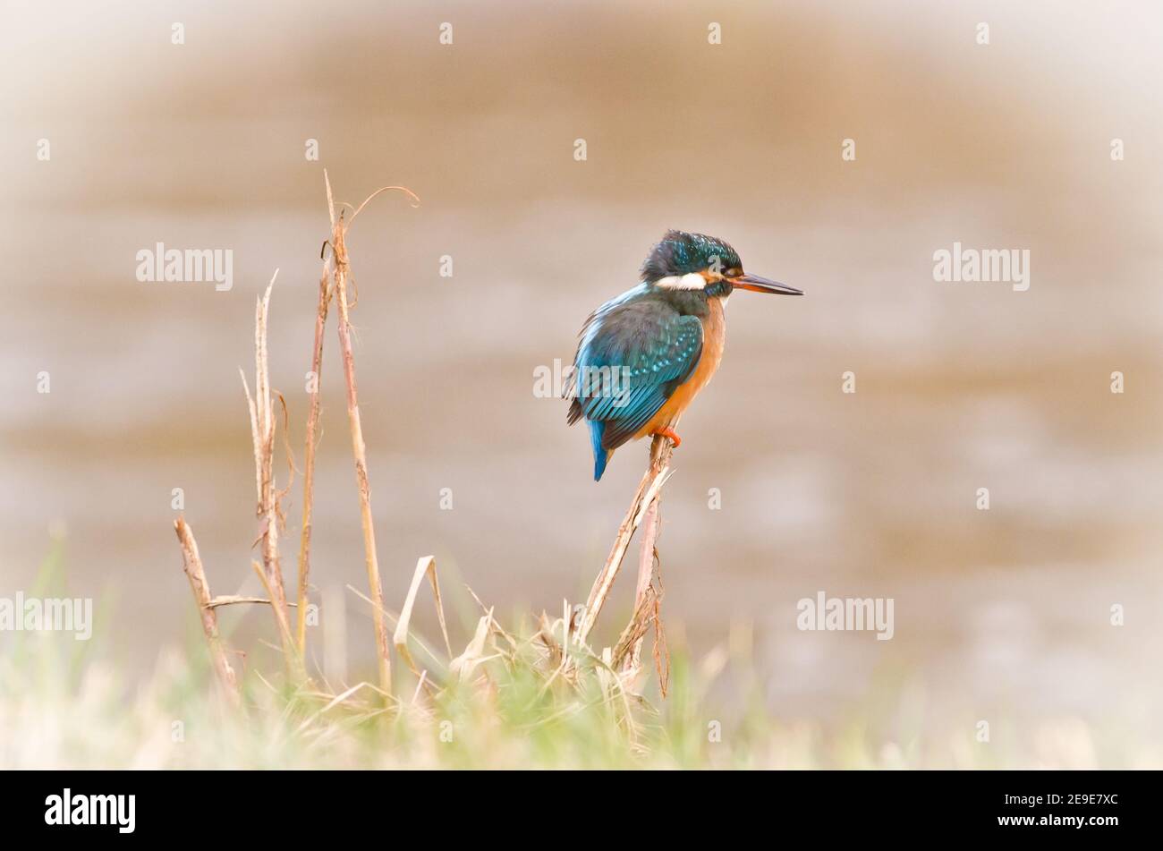 Wildlife, bird, a beautiful bright turquoise king fisher in the nature ...