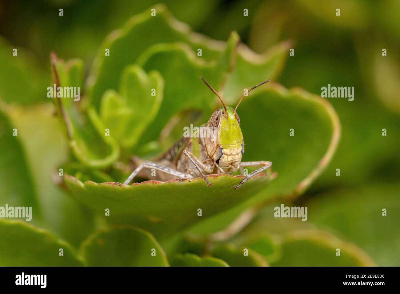 Adult Stridulating Slantface Grasshopper of the Tribe Scyllinini Stock ...