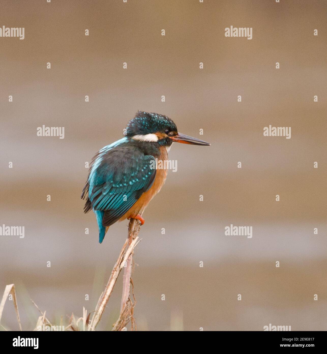 Wildlife, bird, a beautiful bright turquoise king fisher in the nature ...