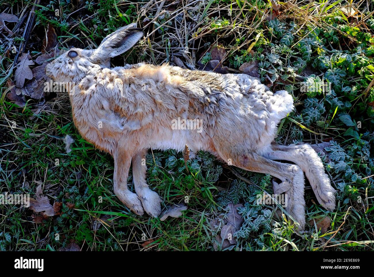 Frost covered countryside hi-res stock photography and images - Alamy