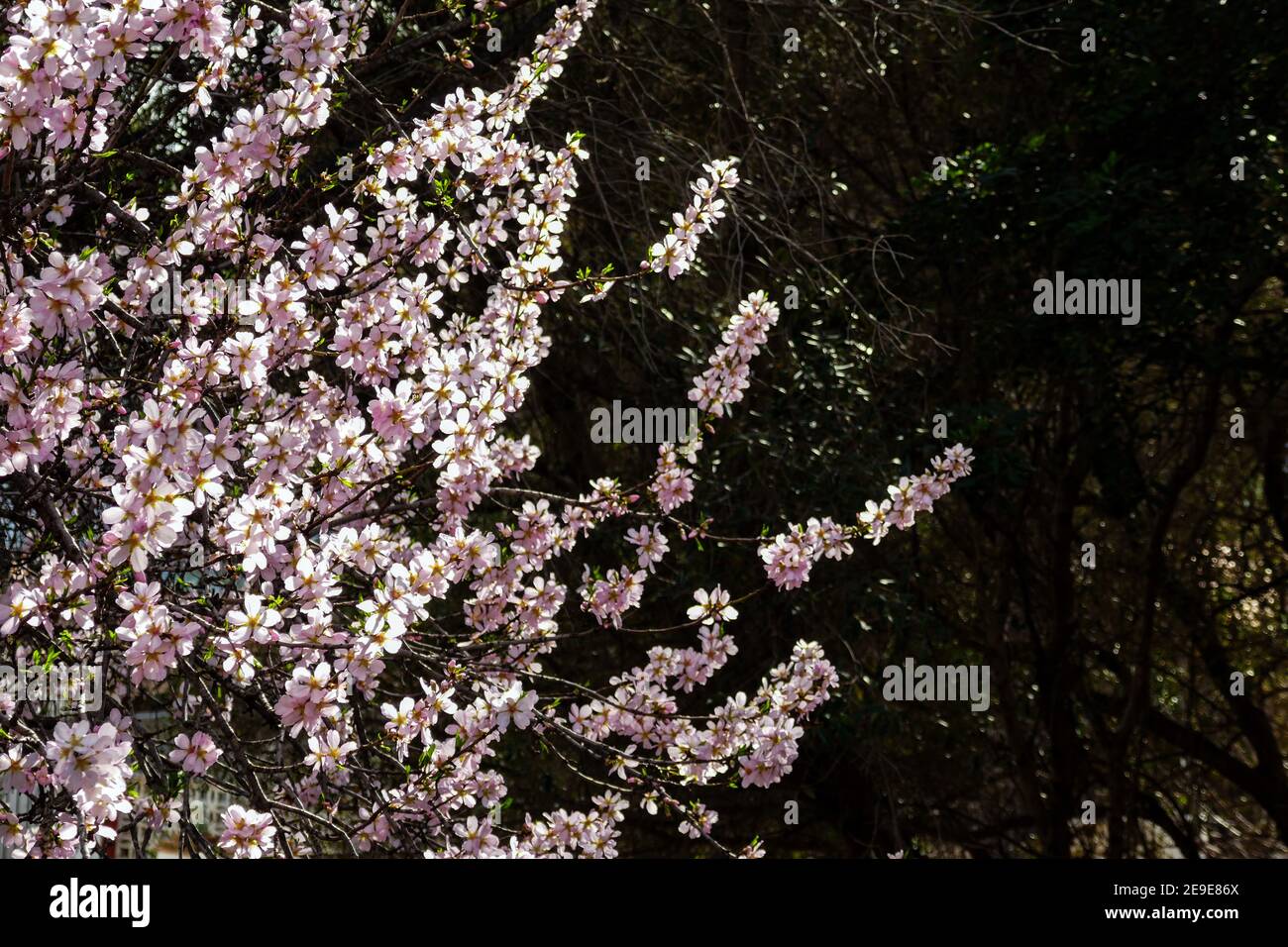 Almond blossom in springtime in the Jalon Valley, Xalo, near Benidorm ...