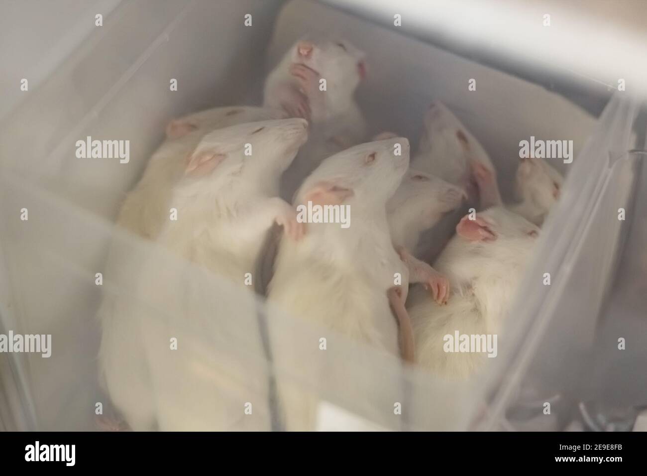 Baby Mice High Resolution Stock Photography and Images - Alamy