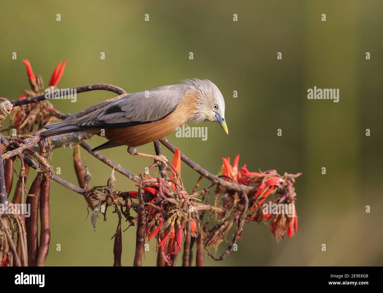 Chestnut-tailed starling portrait with flower Stock Photo - Alamy
