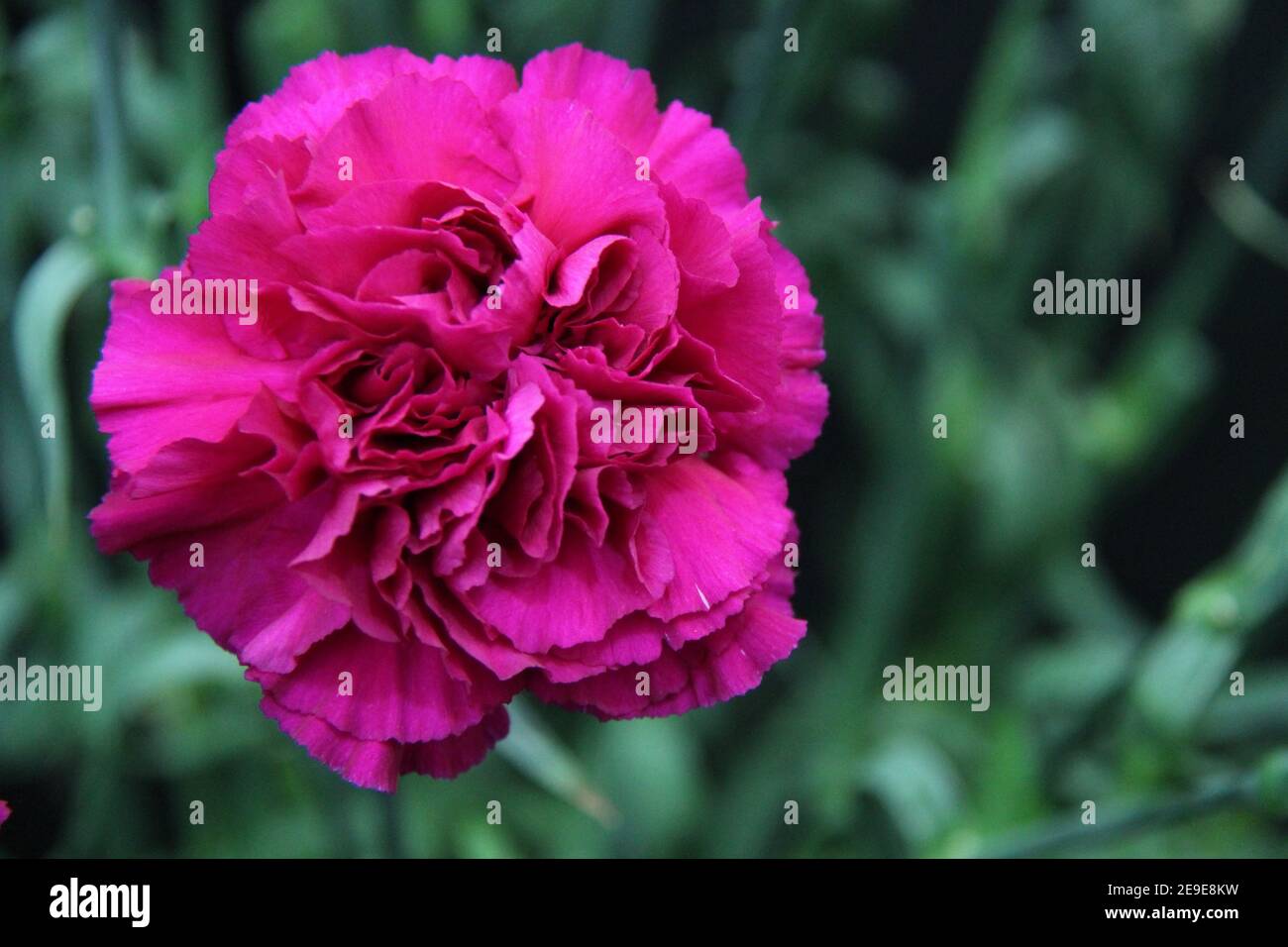 The Beautiful Flower Head of a Golem Carnation Plant Stock Photo - Alamy