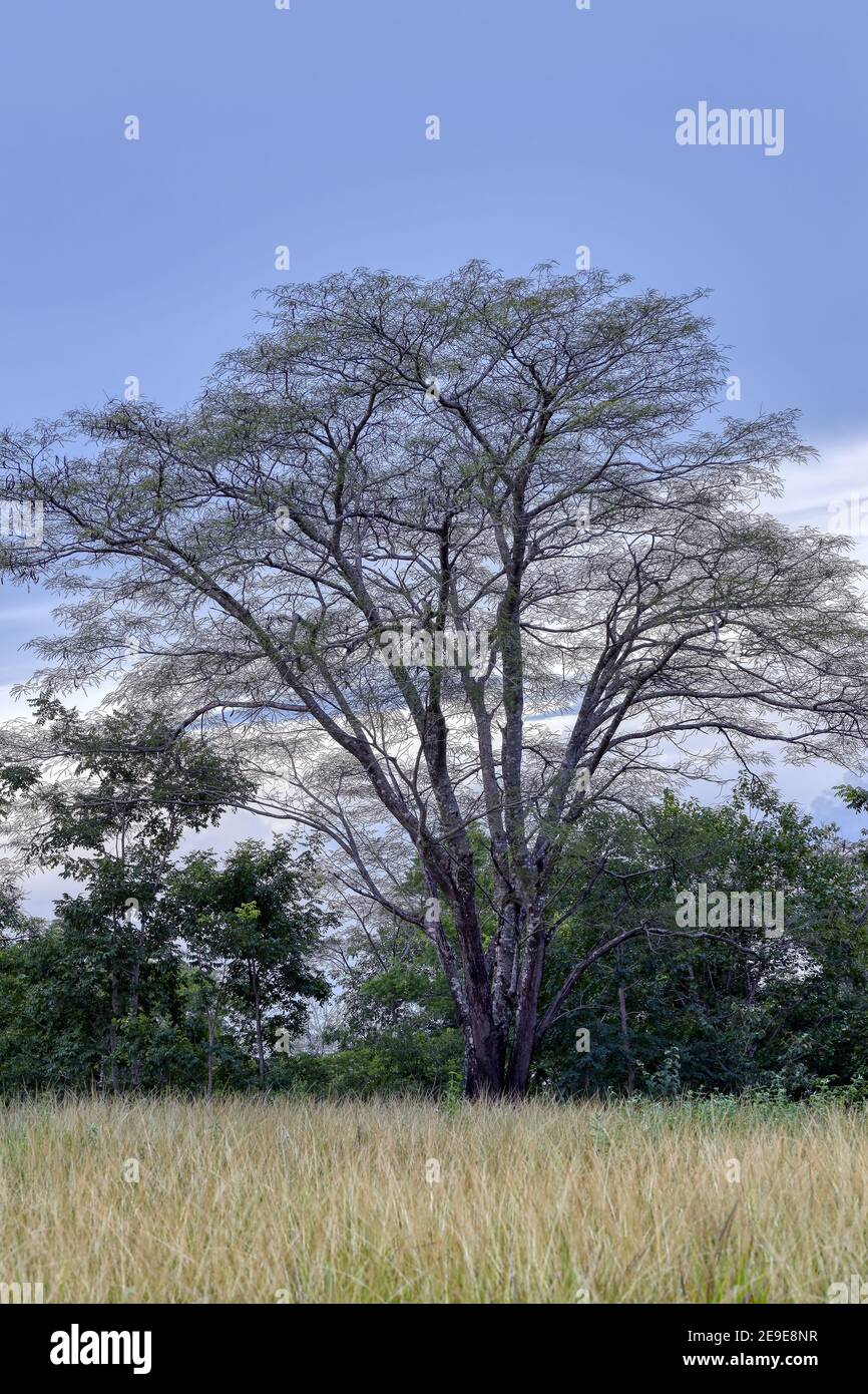 Dicot tree in a field in the late afternoon Stock Photo - Alamy